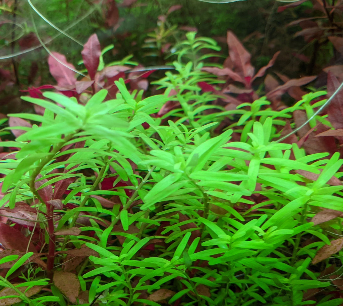 Green Rotala / Rotala Rotundifolia / Mid-Background Aquatic Plants ...